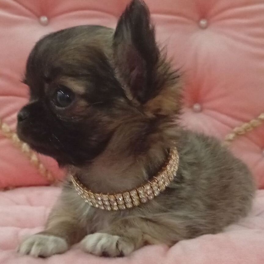 Чихуахуа, щенок