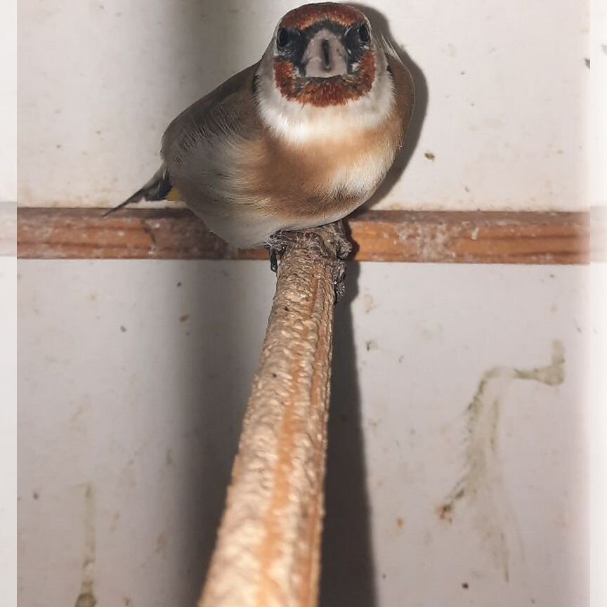 Певчие птицы Урала