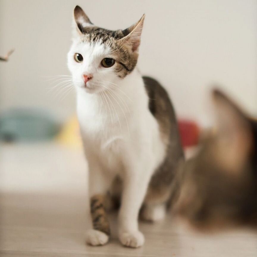 Корица из приюта ищет семью