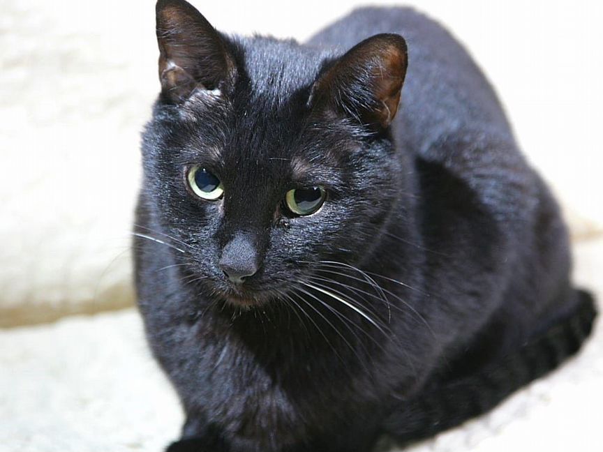 Коты