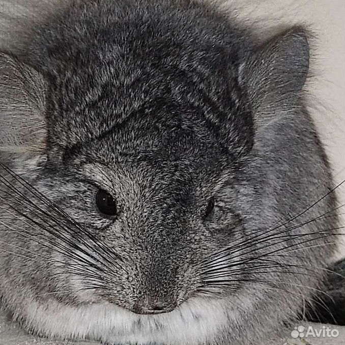 Шиншилла ангора