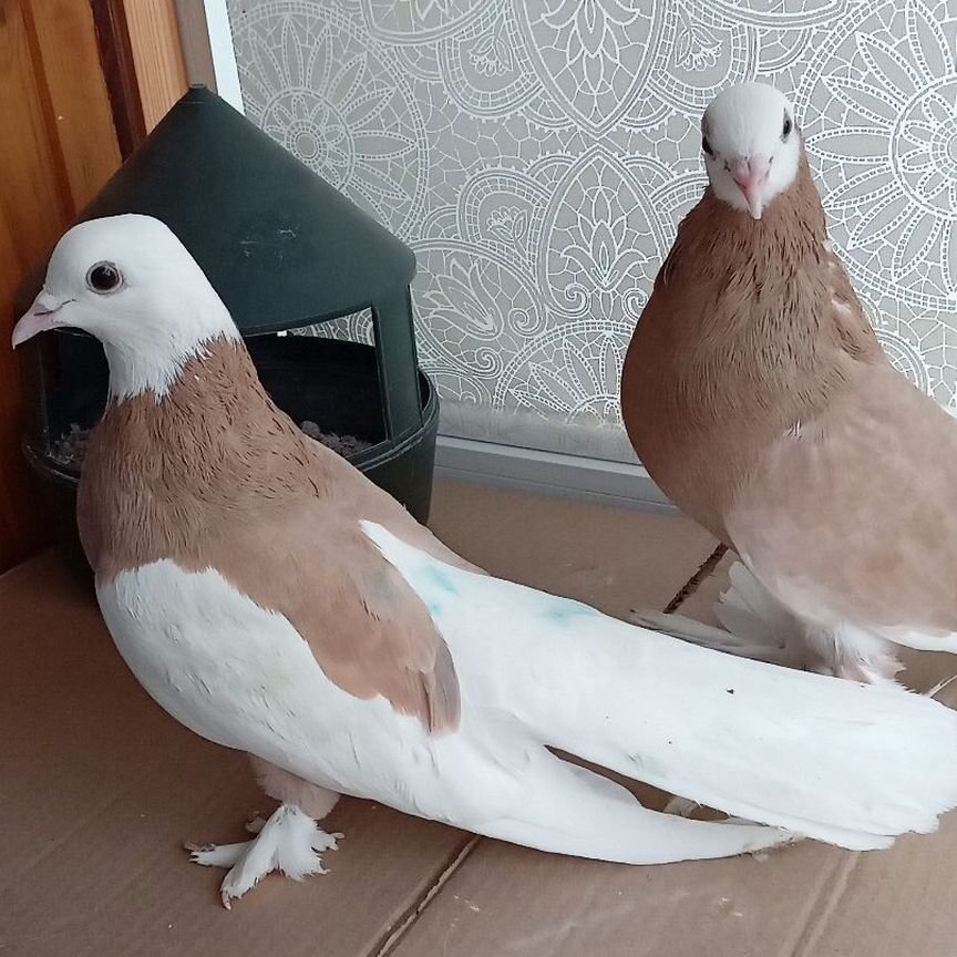 Голубь камышенский