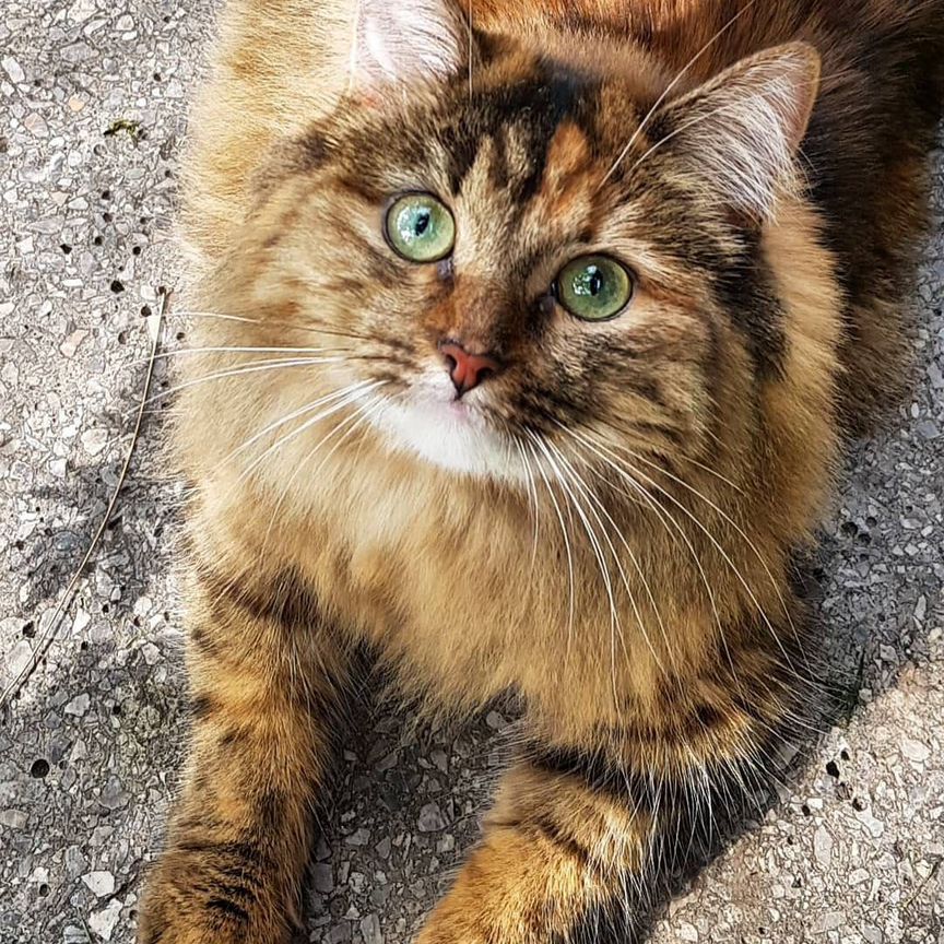 Сибирская кошка