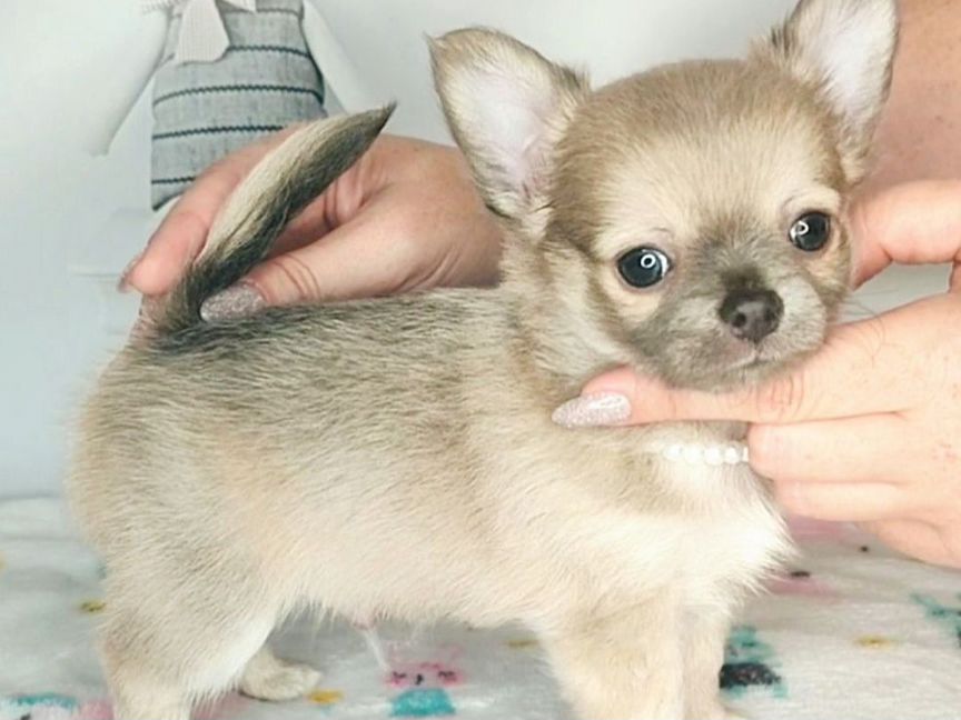 Малыш чихуахуа