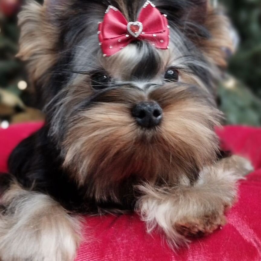 Очаровательная малышка йорк