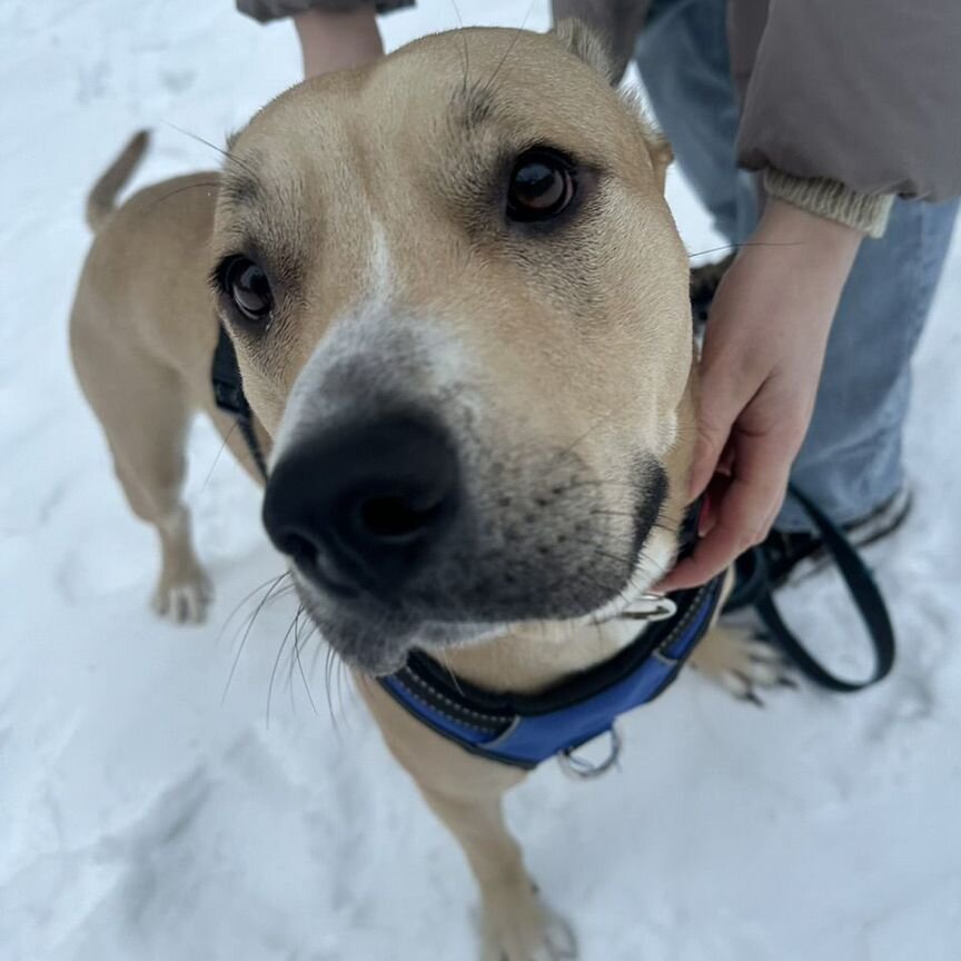 Взрослая собака в добрые руки