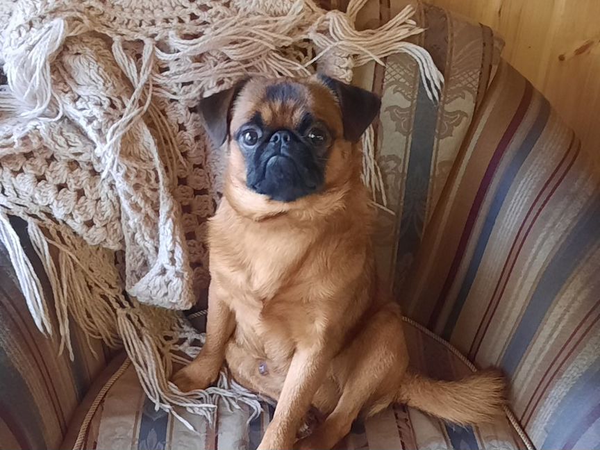 Пти брабансон вязка