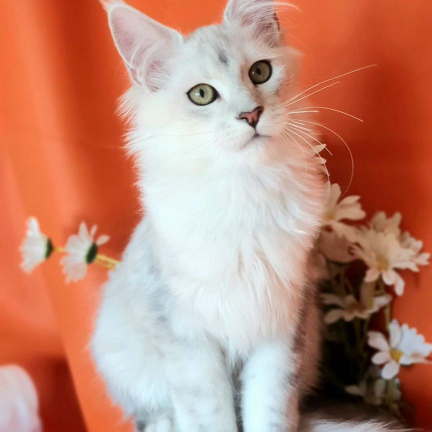 Котята в дорогом окрасе мейнкуны