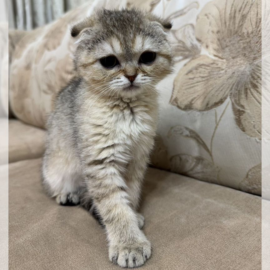 Шотландские вислоухие котята шиншилла