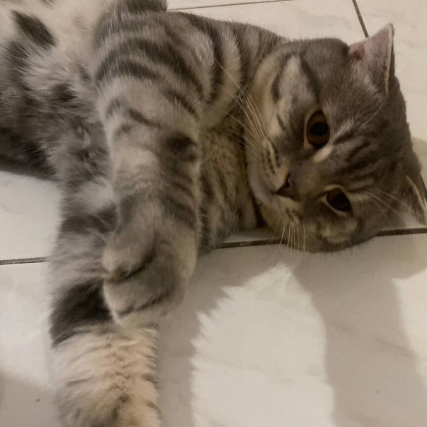 Кот