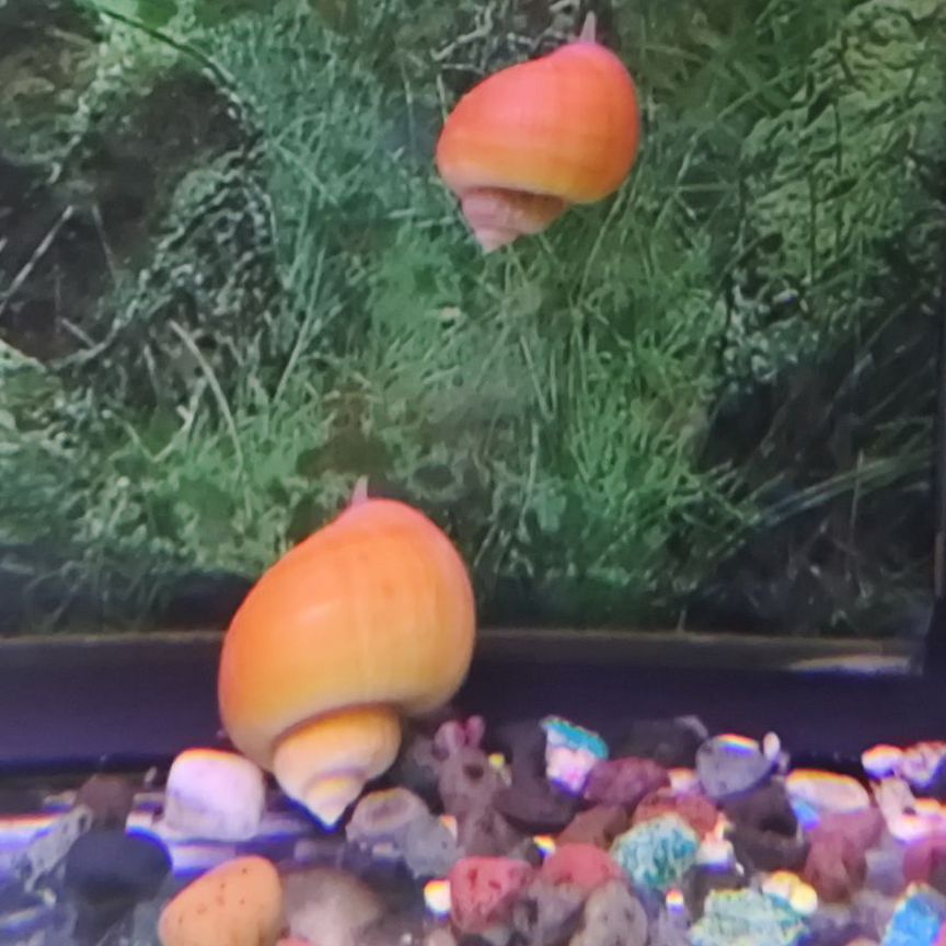 Улитки аквариумные ампулярии