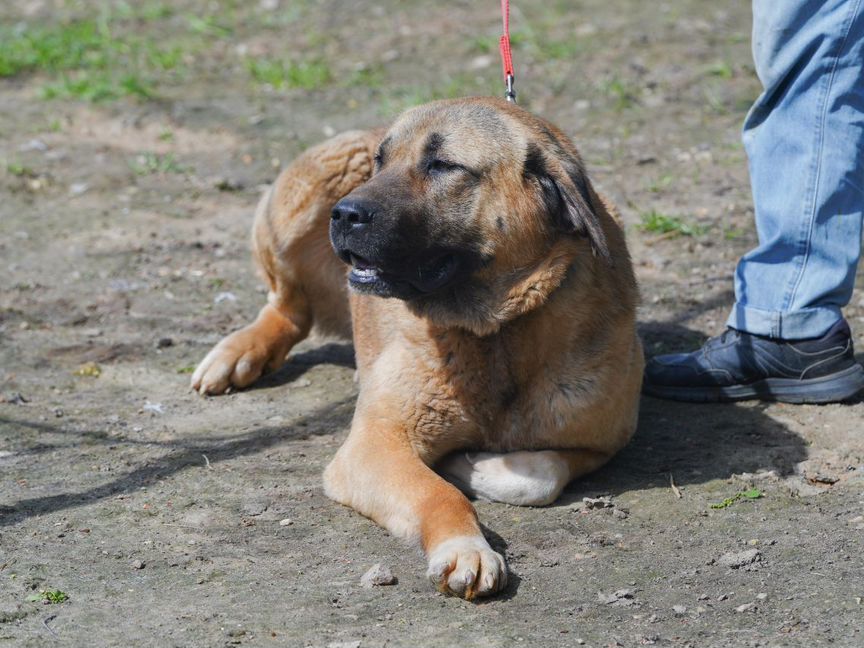 Кангал. Ласка и есть ласка