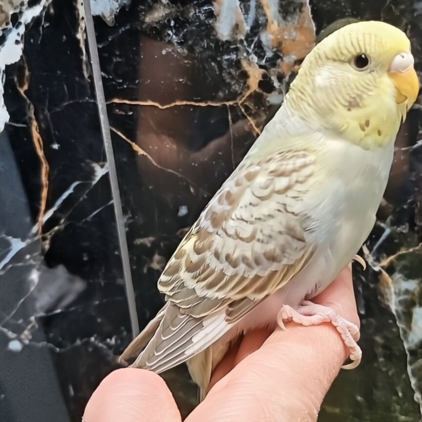 Волнистый попугай птенцы