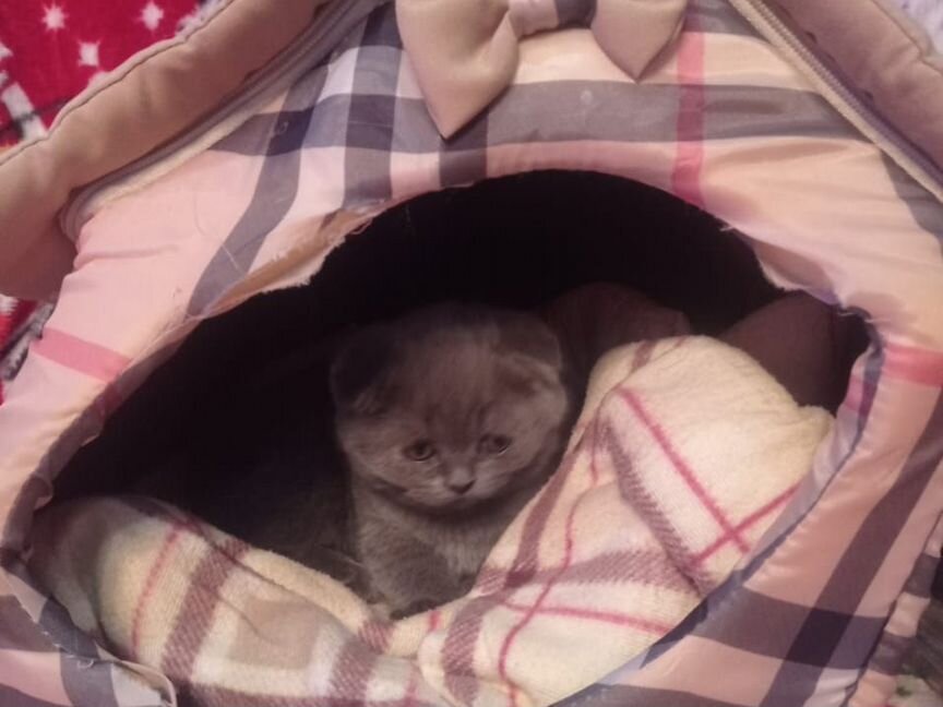 Британские вислоухие котята