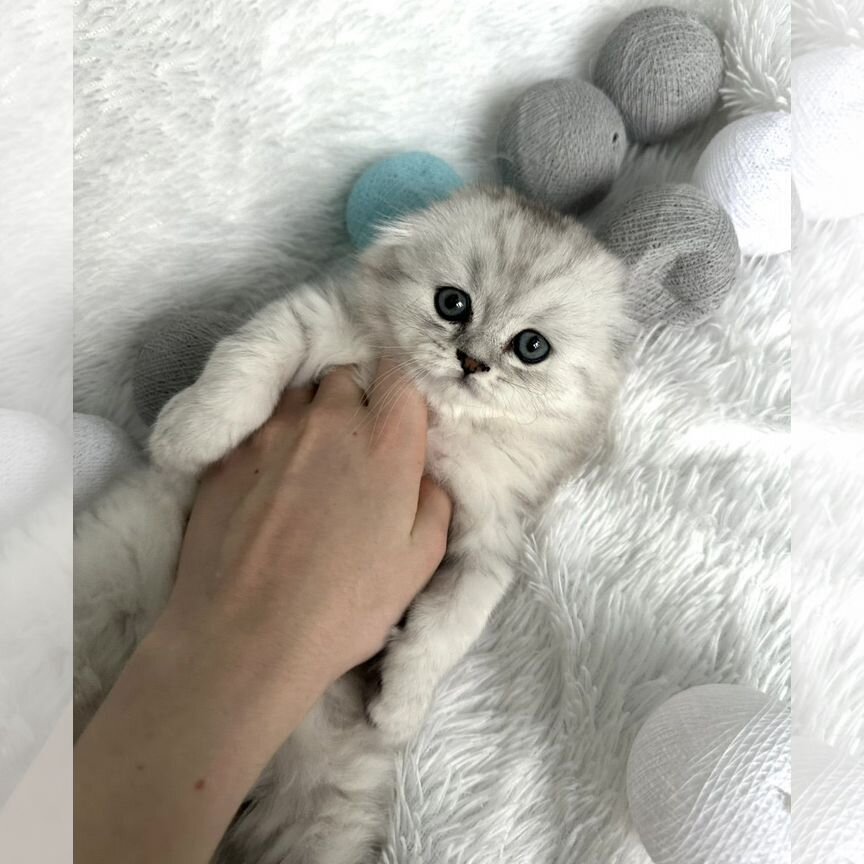 Шотландский вислоухий длинношёрстный котёнок