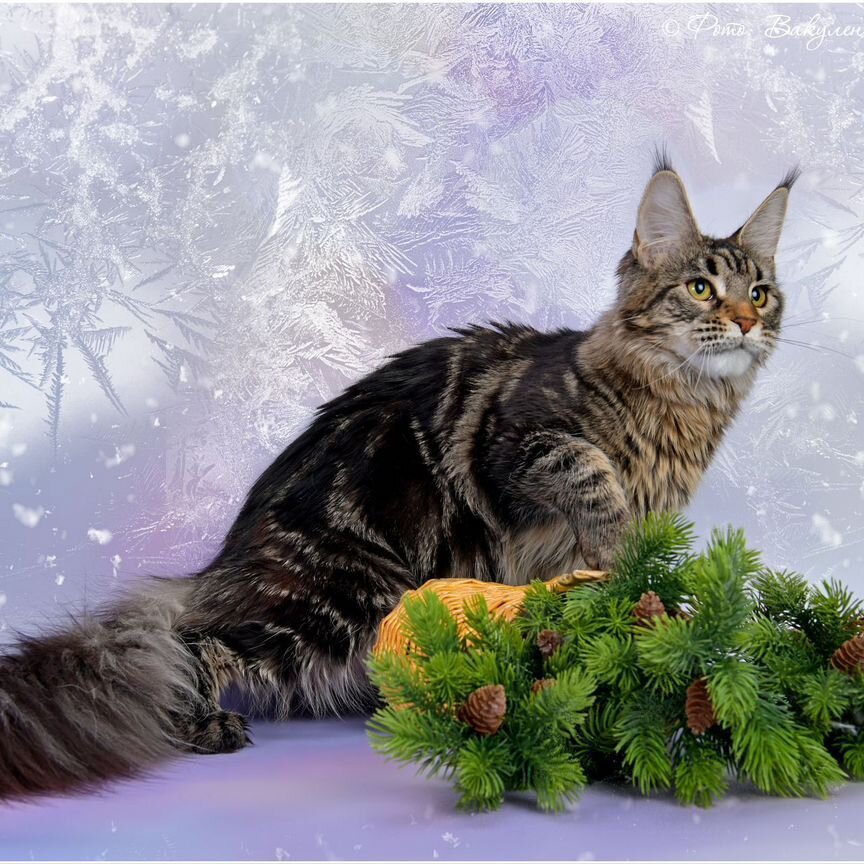 Мейн-кун котёнок