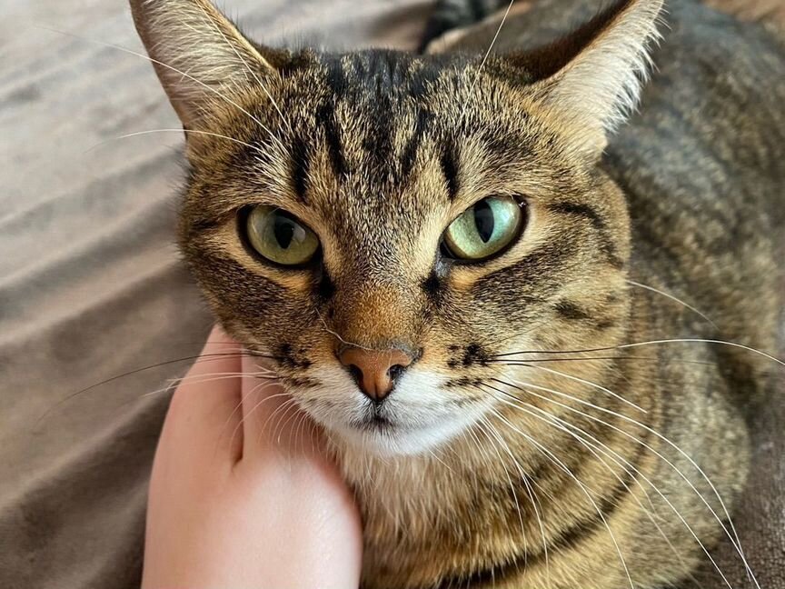 Кошка Сирена - Сири