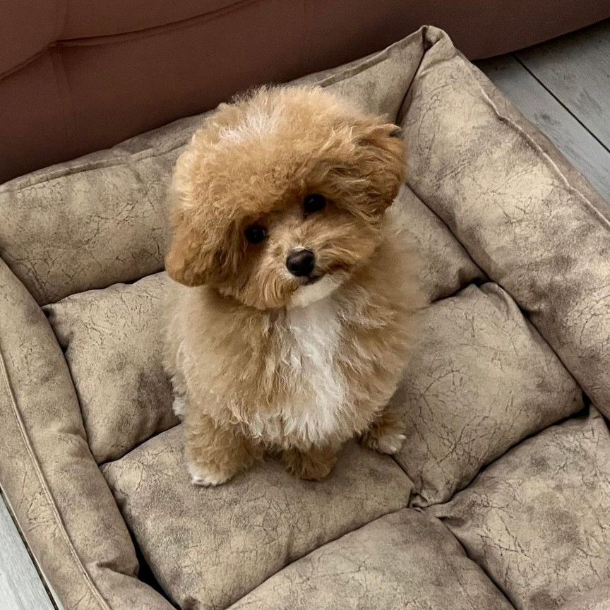 Мальтипу, щенок