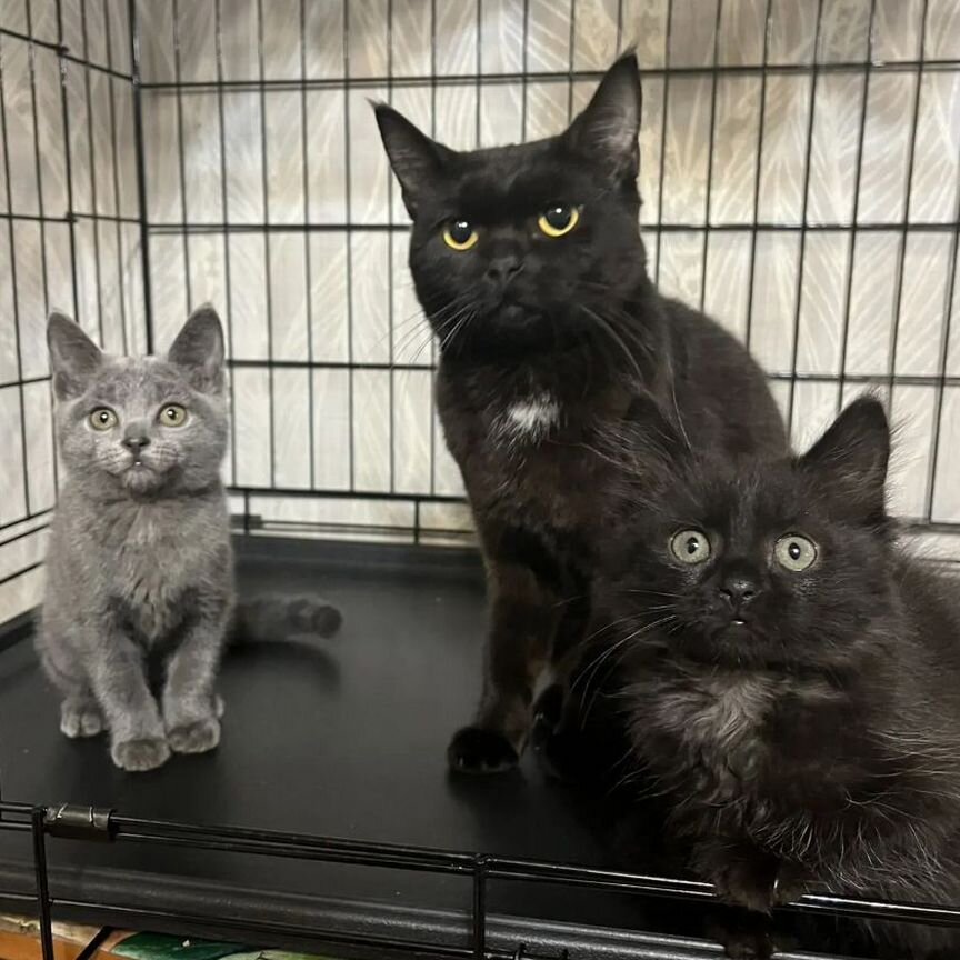 Взрослая кошка в добрые руки