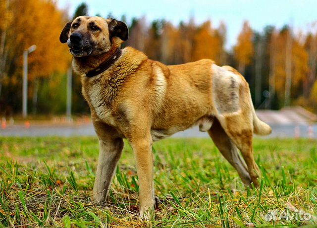 Крупная собака в добрые руки