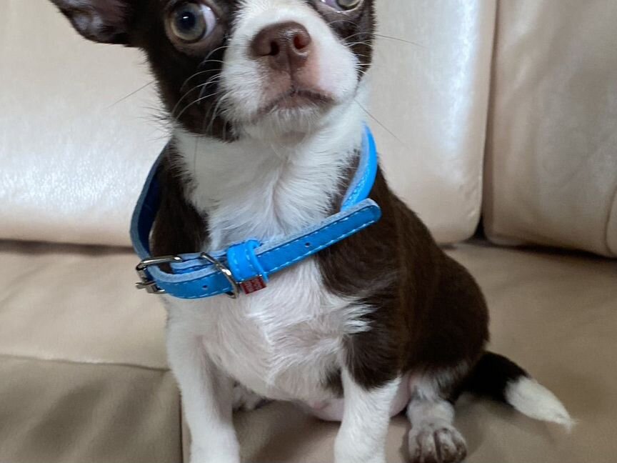 Стандартная девочка чихуахуа