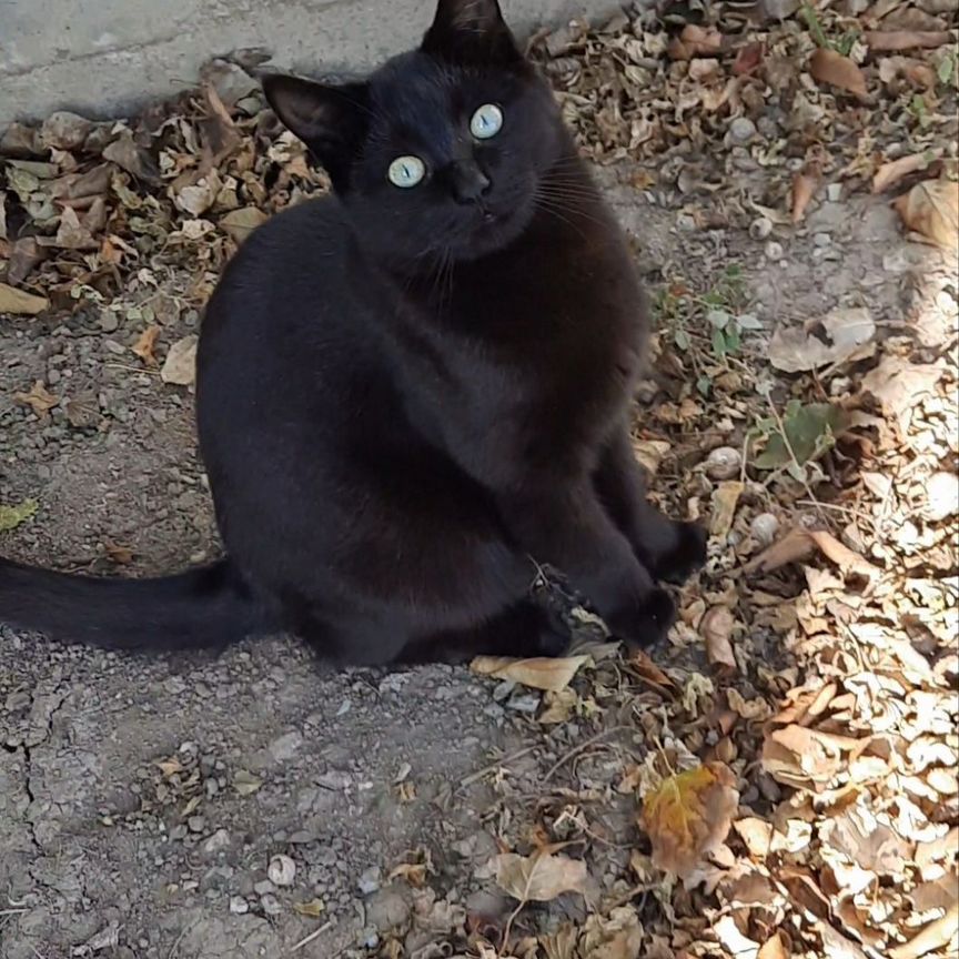 Коты-крысоловы, бесплатно