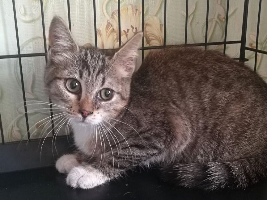 Малышка погибала на улице