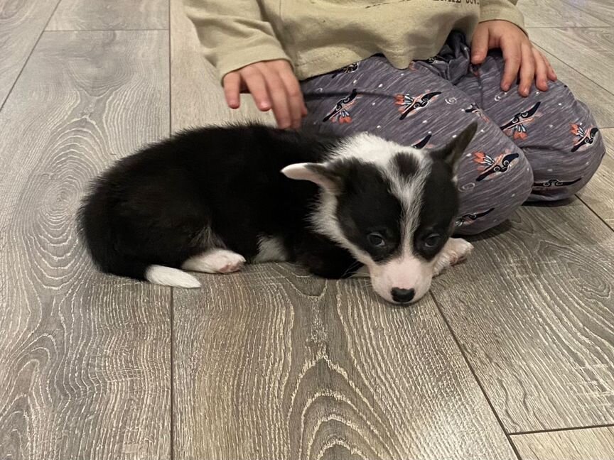 Девочка корги