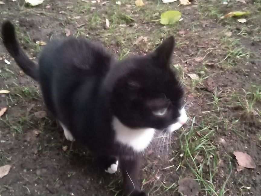Котенок