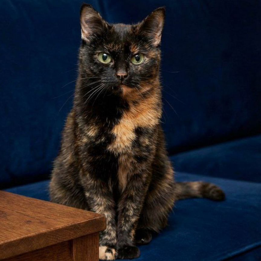 Взрослая, кошка в добрые руки