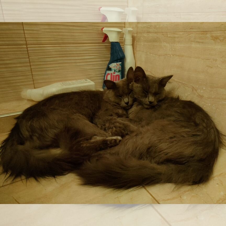 Коты для вязки / случки