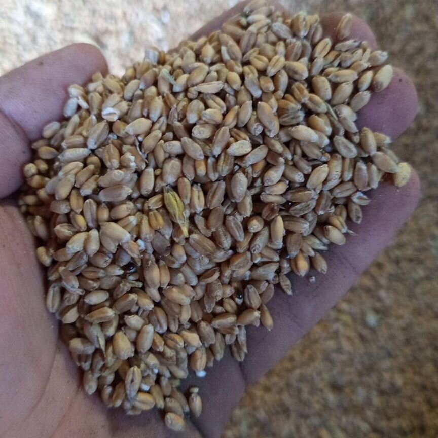 Продам пшеницу