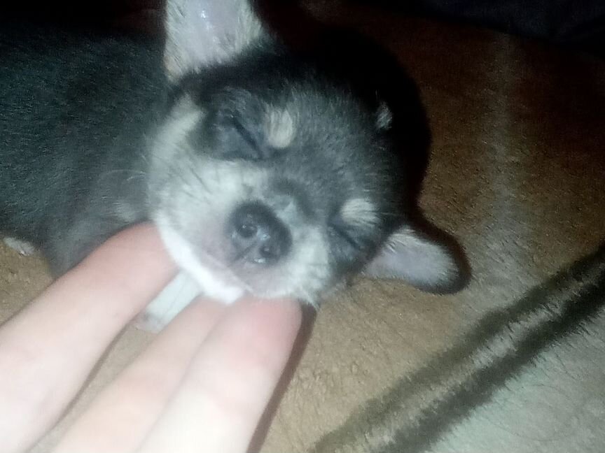 Девочка чихуахуа редкий окрас голубой триколор