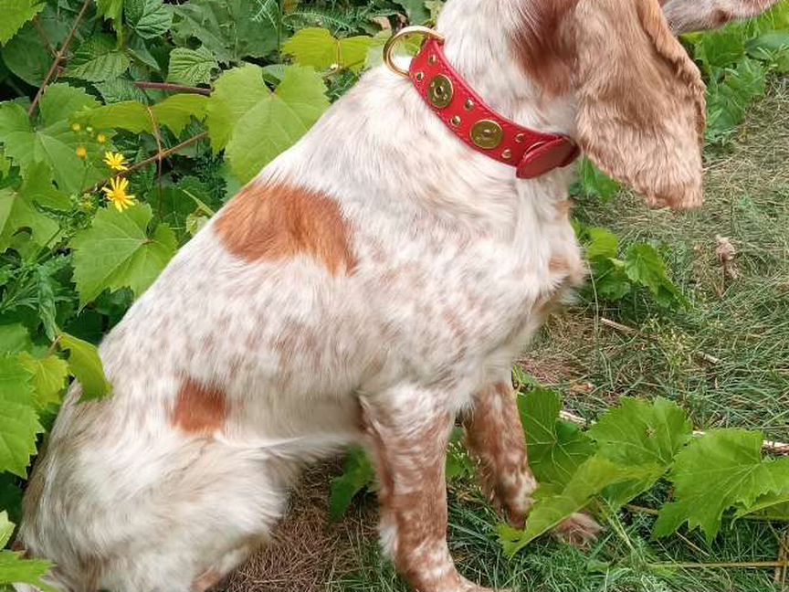 Кожаный ошейник для охотничьей собаки