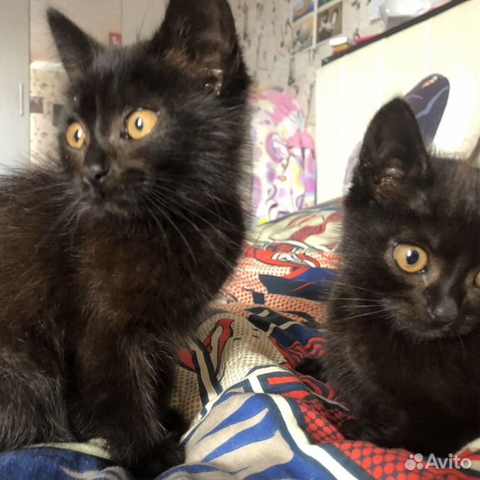 Бомбейские котята в добрые руки