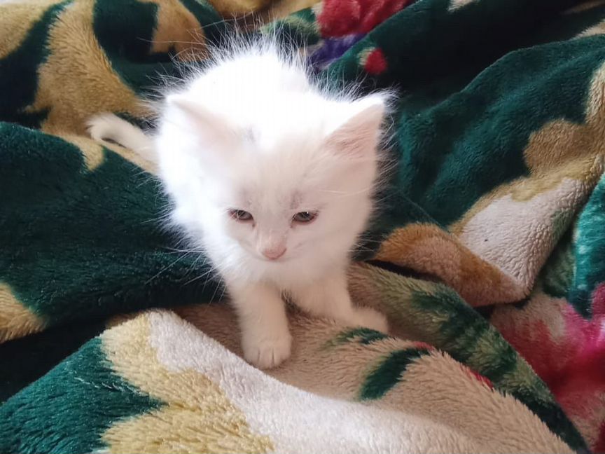 Маленькие котята девочки