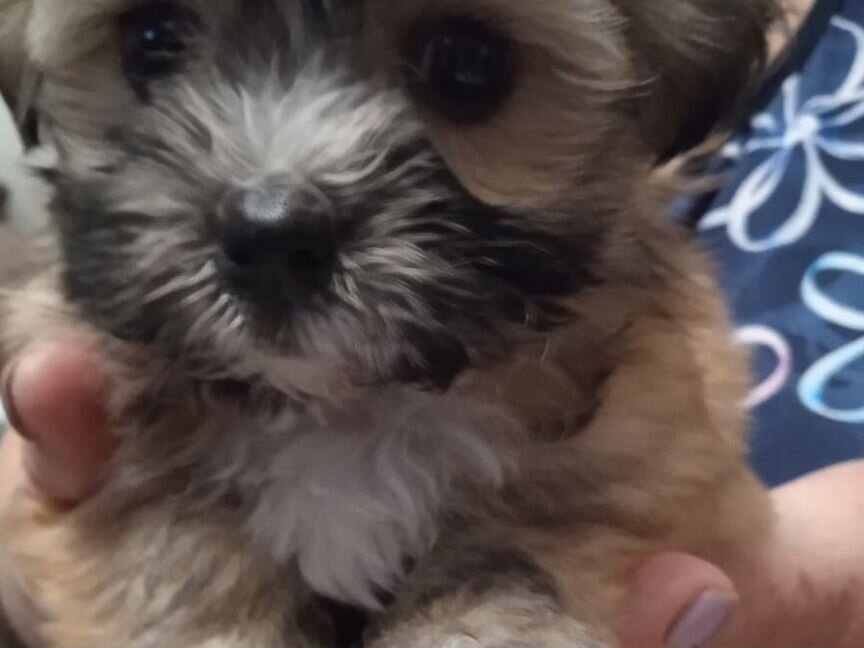 Йорк мини девочка