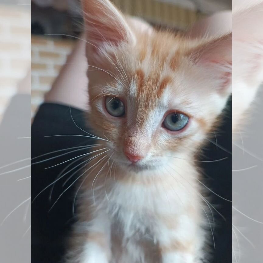 Котёнок в добрые руки