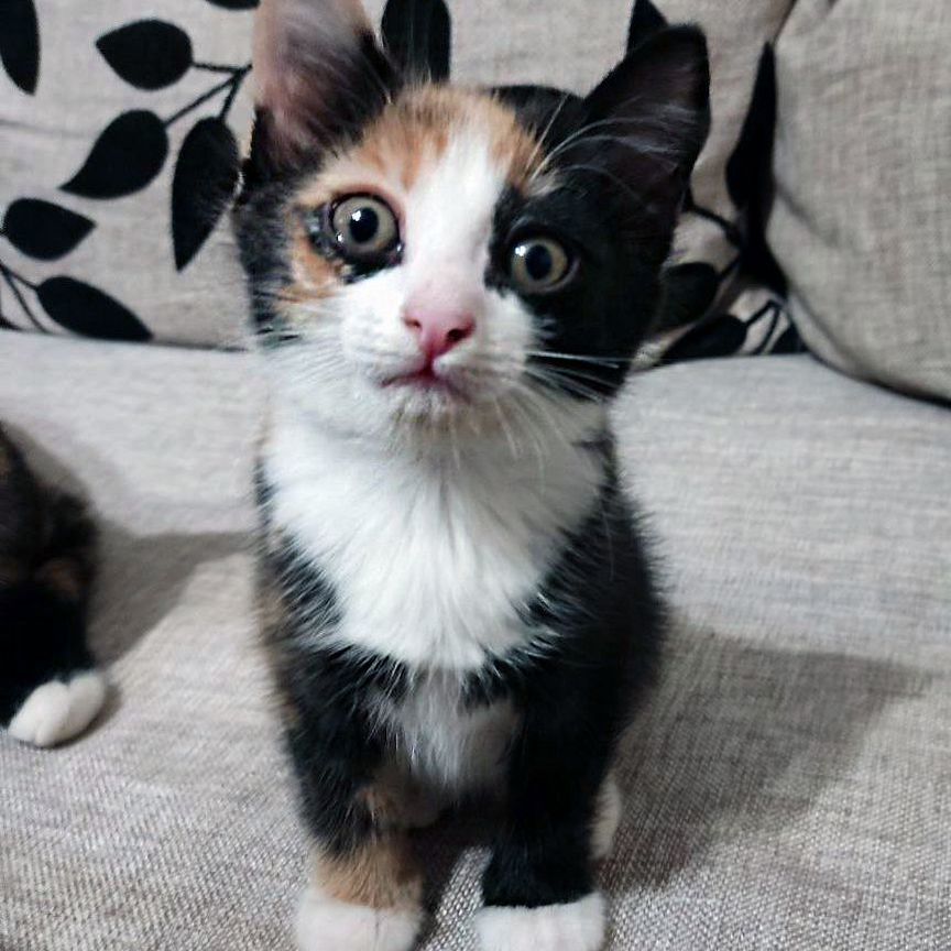 Котёнок богатка