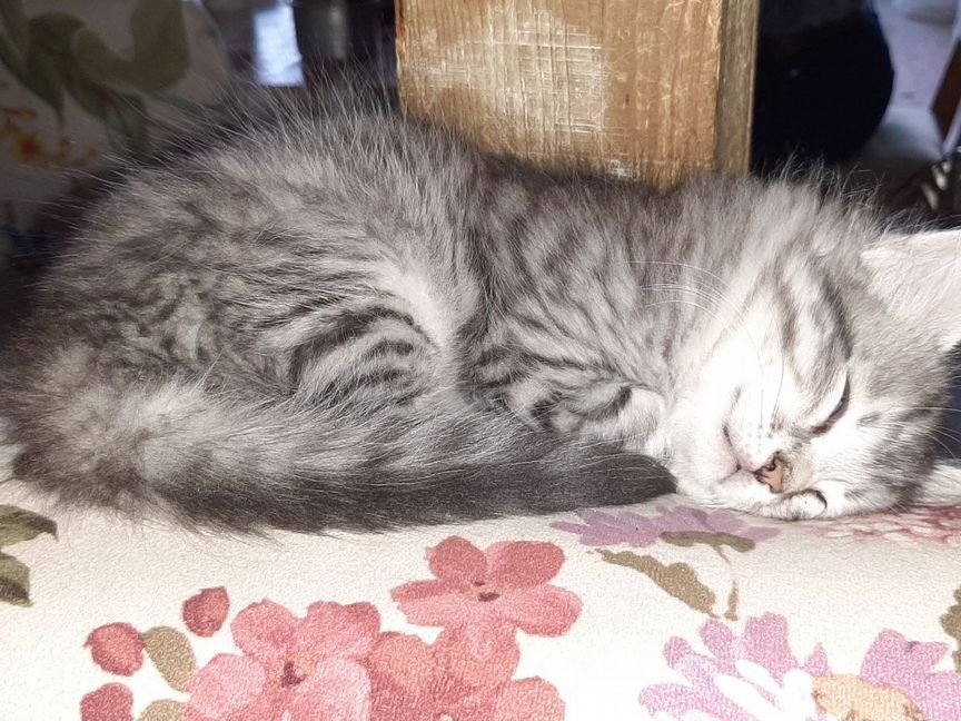 Котята