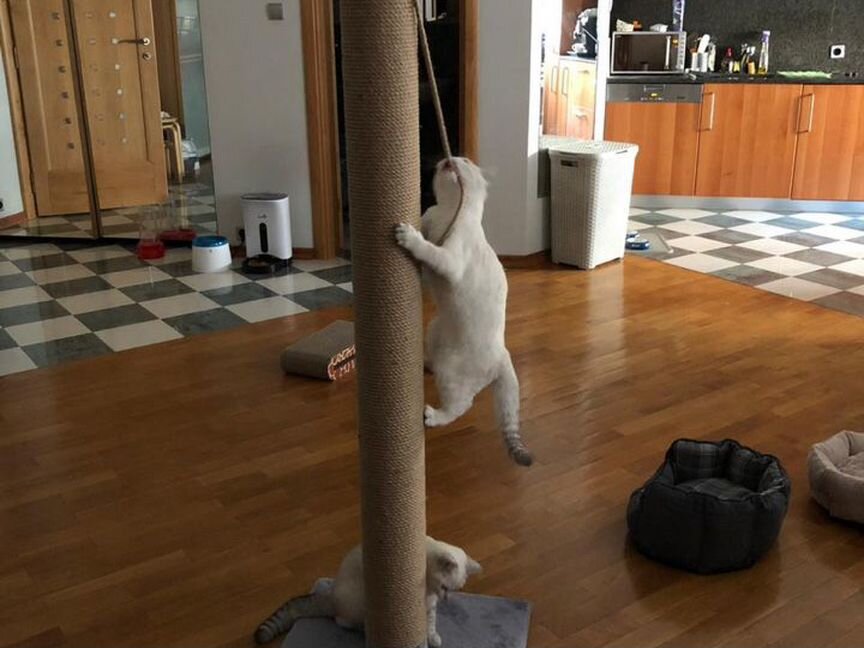 Когтеточка Мощная Pro