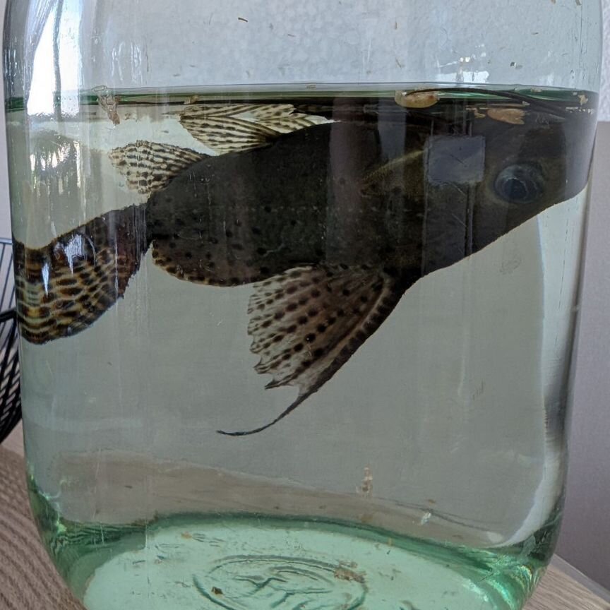 Сом перевёртыш