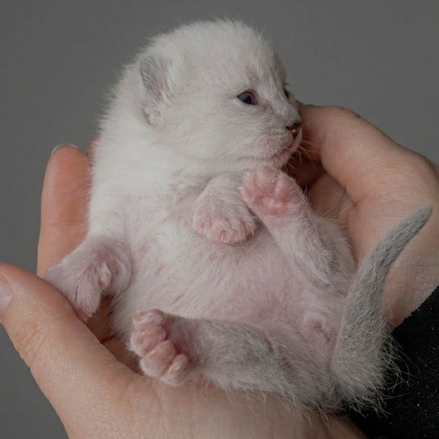 Манчкин котёнок