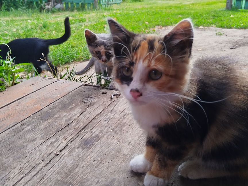 Кошечка, 4 месяца, есть сестренки