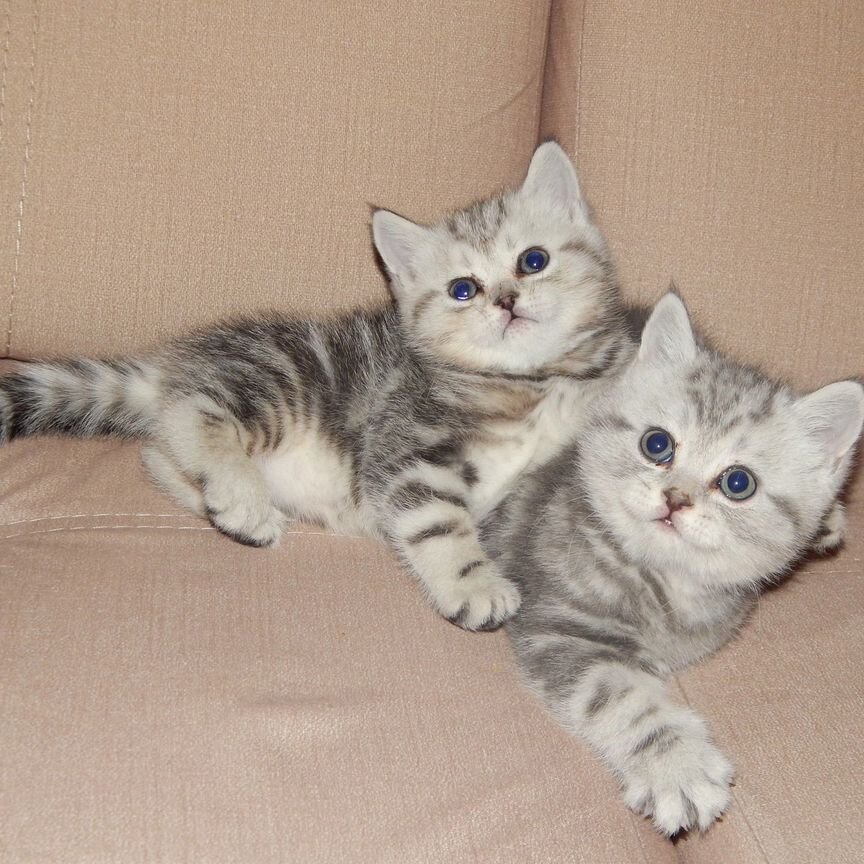 Шотландские котята,скотттиш страйт