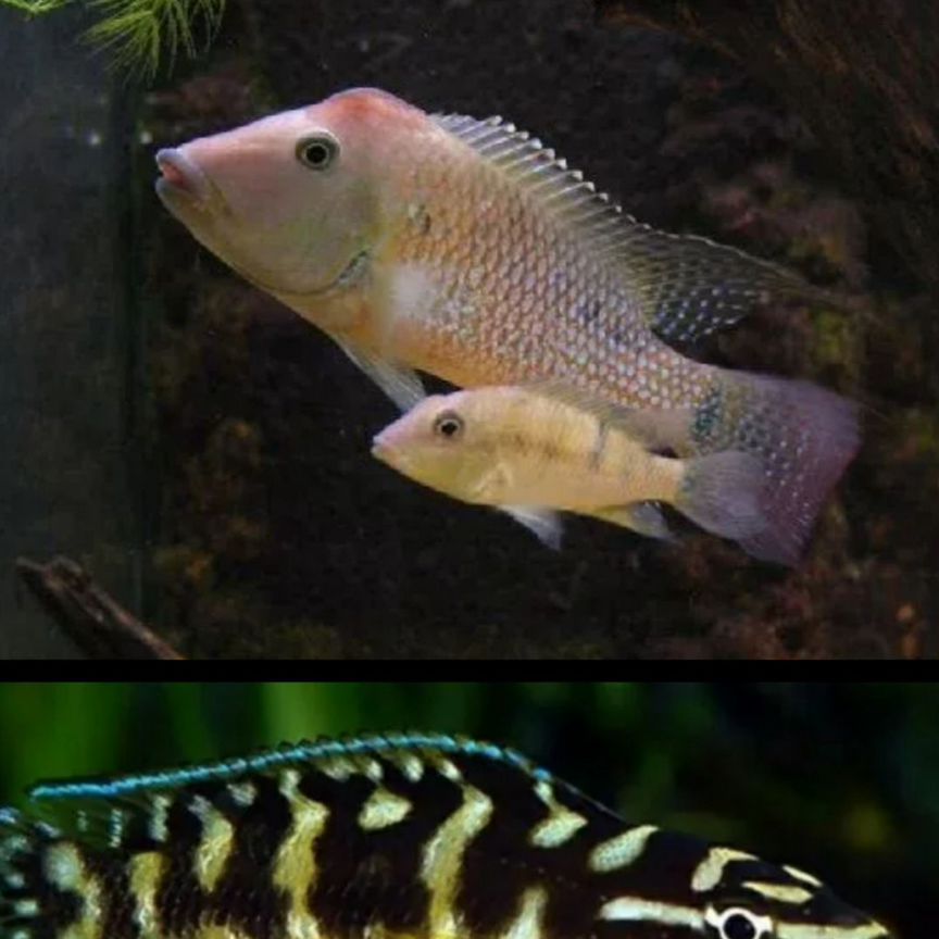 Геофагус,юлидохромис