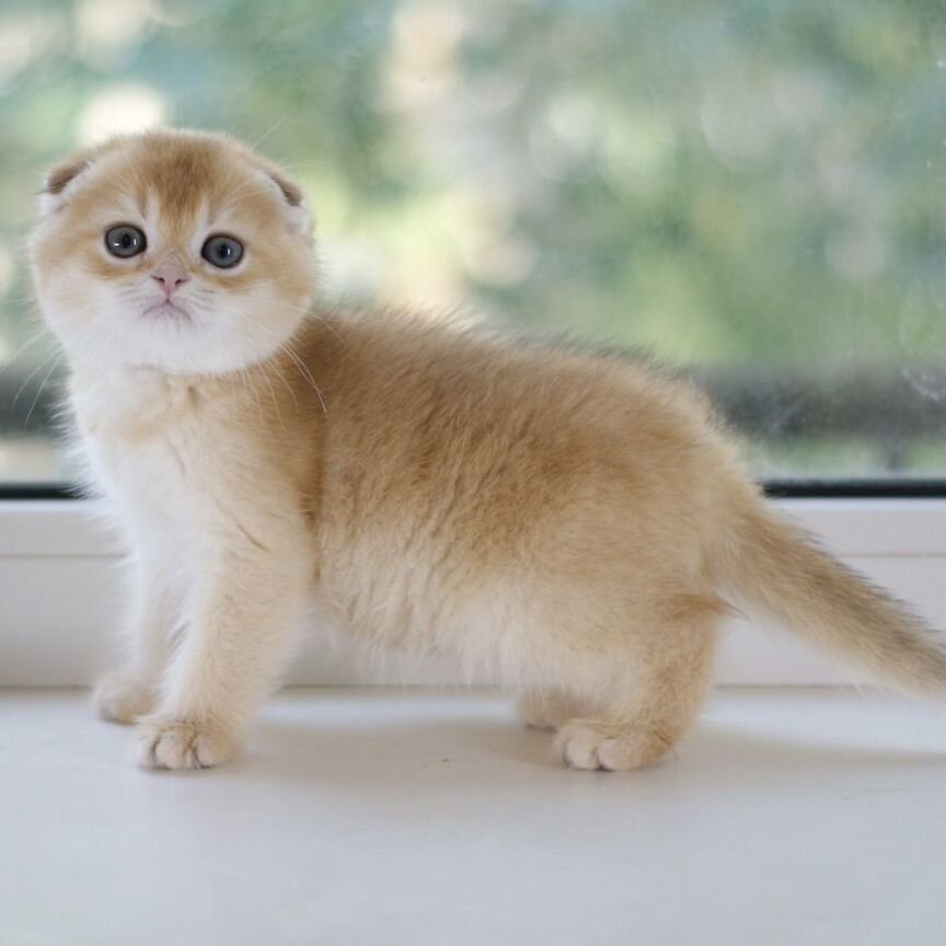 Шотландские вислоухие котята