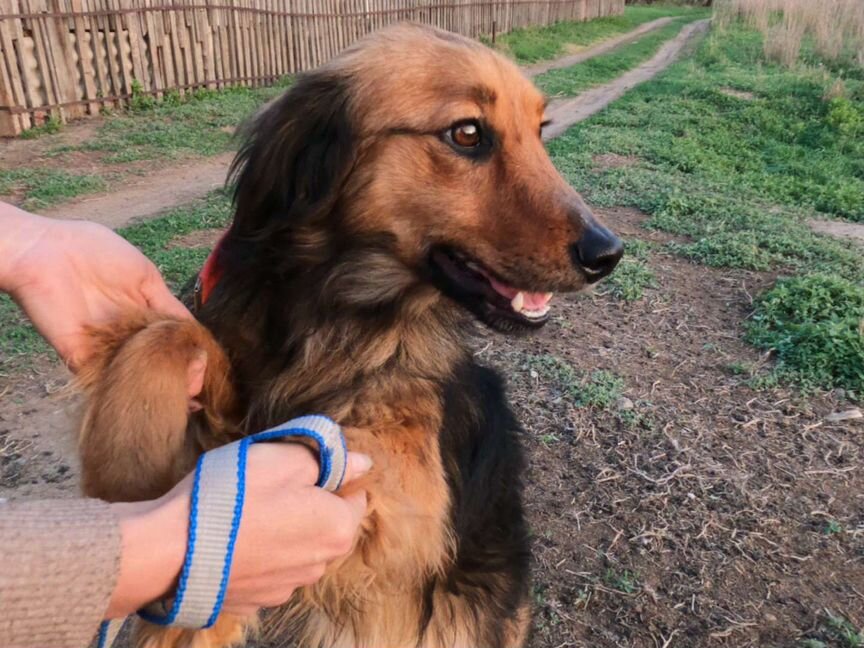 Собаки бесплатно в добрые руки