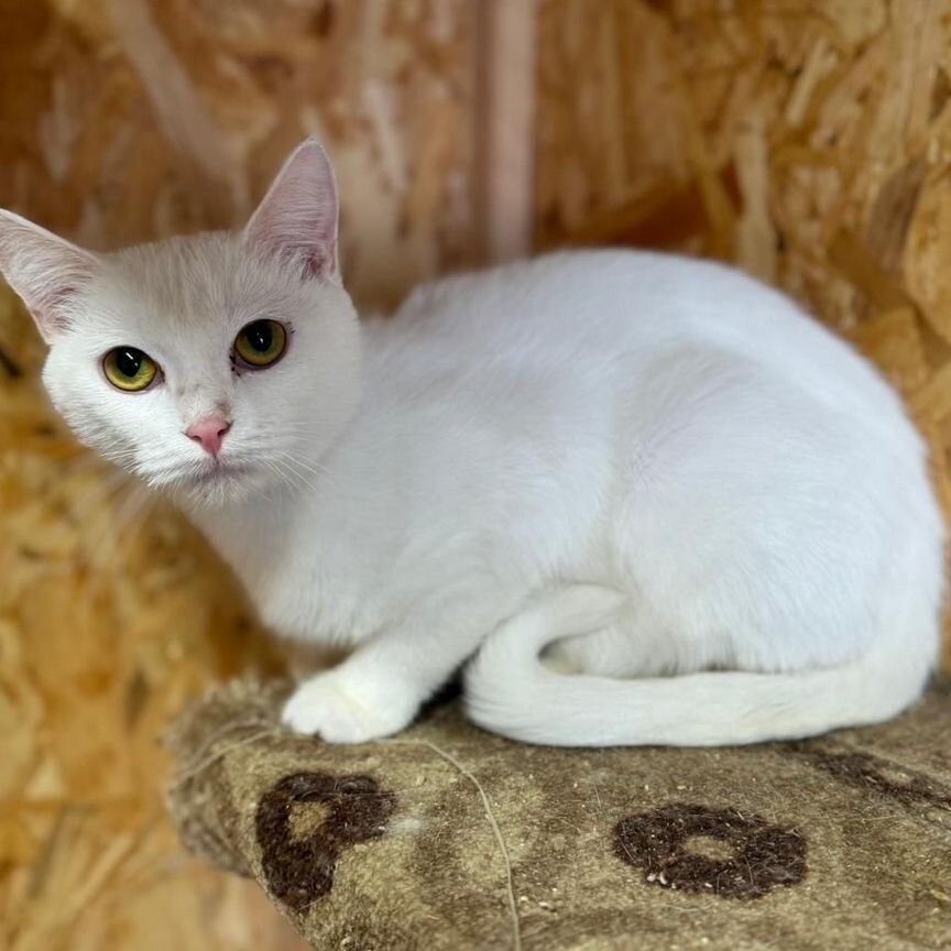 Кошка в добрые руки