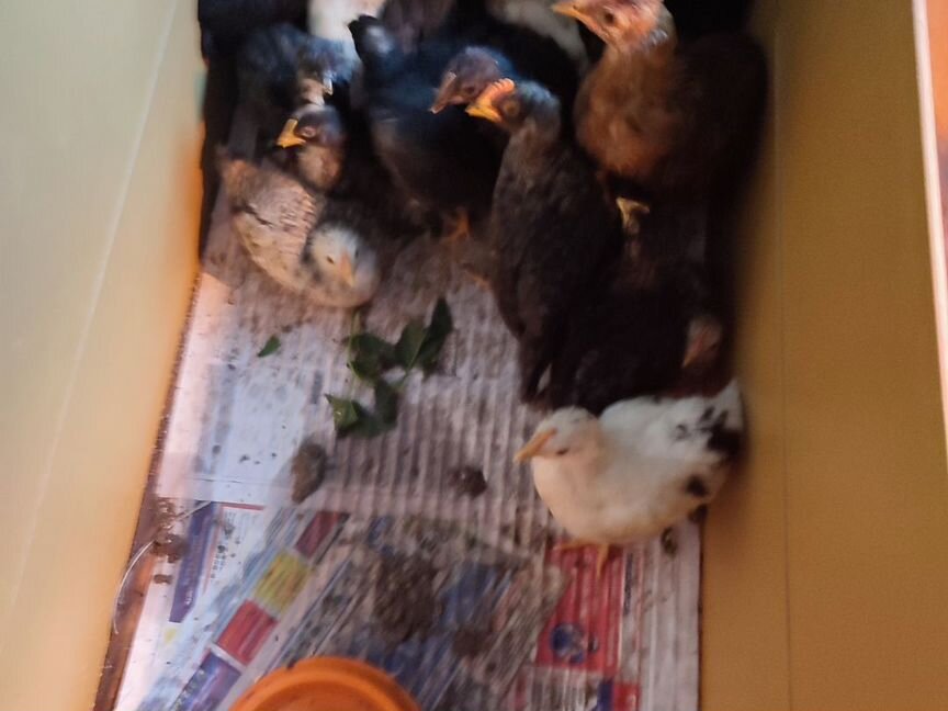 Цыплята породы доминант